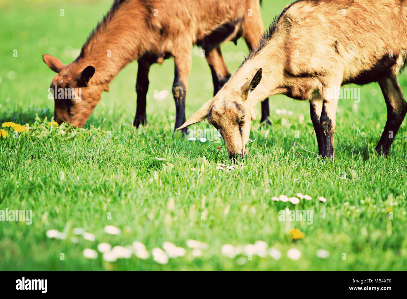 goats (Capra aegagrus hircus Stock Photo - Alamy