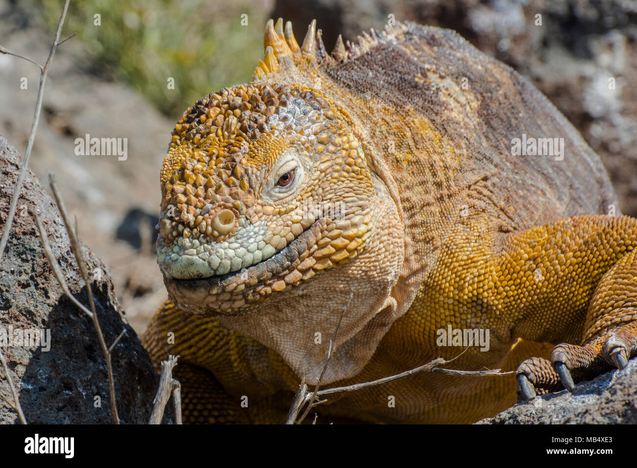 Male land iguana hi-res stock photography and images - Alamy