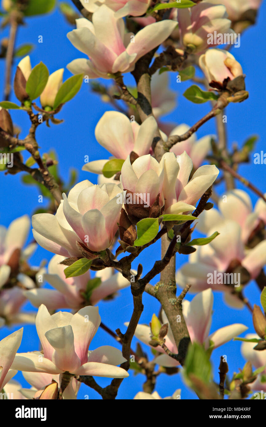 Blossom of magnolia tree hi-res stock photography and images - Alamy