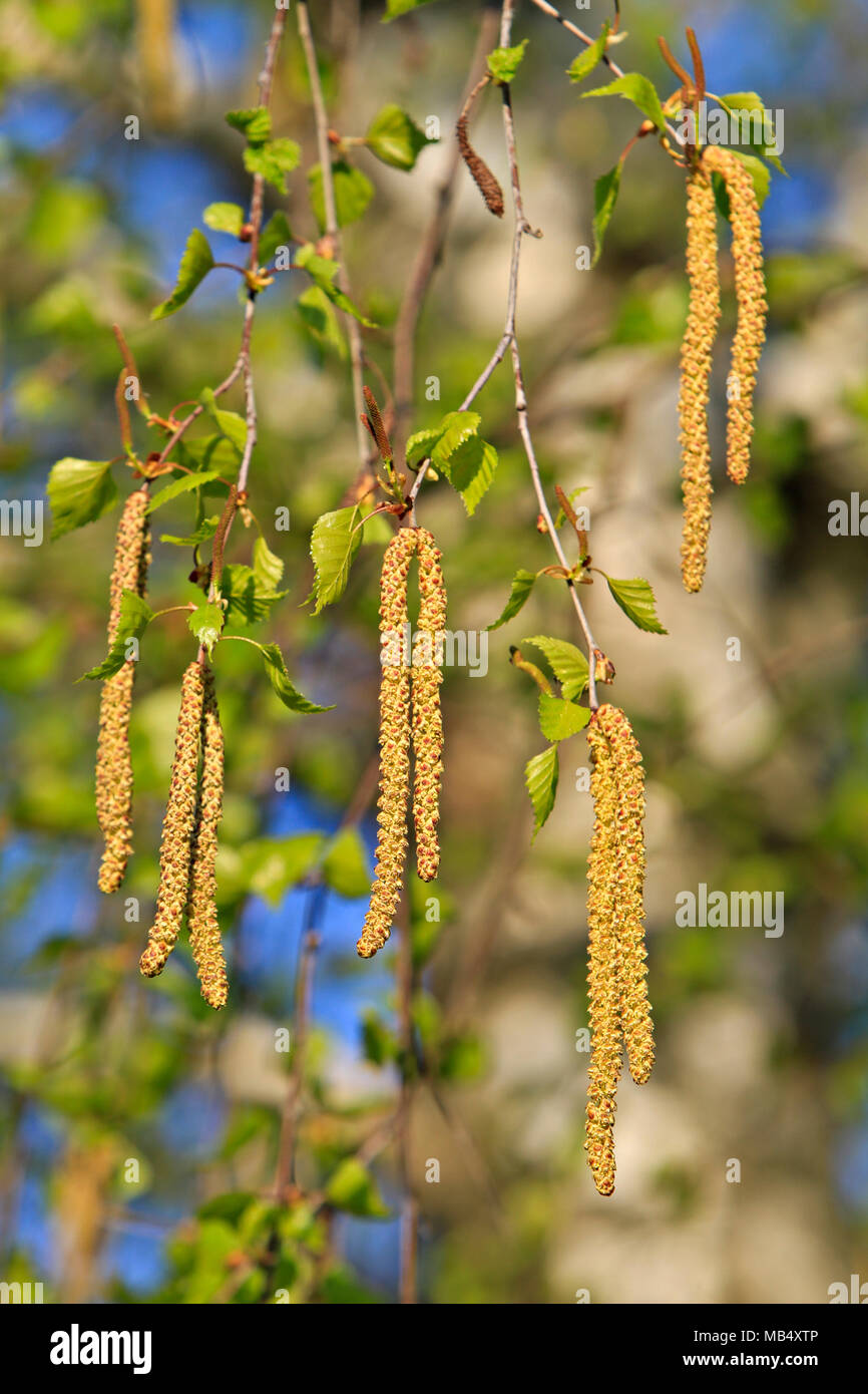 Flowering birch tree hi-res stock photography and images - Alamy