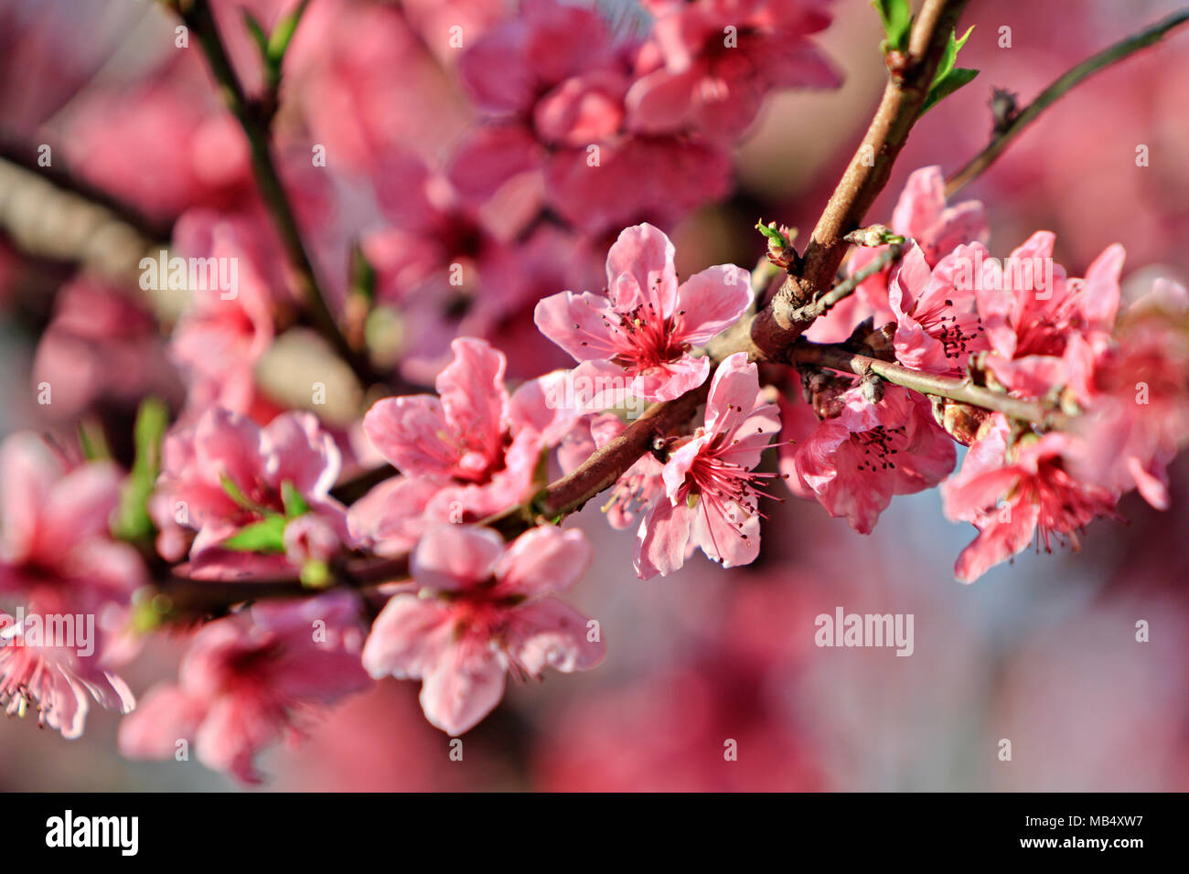 Peach tree flower hi-res stock photography and images - Alamy