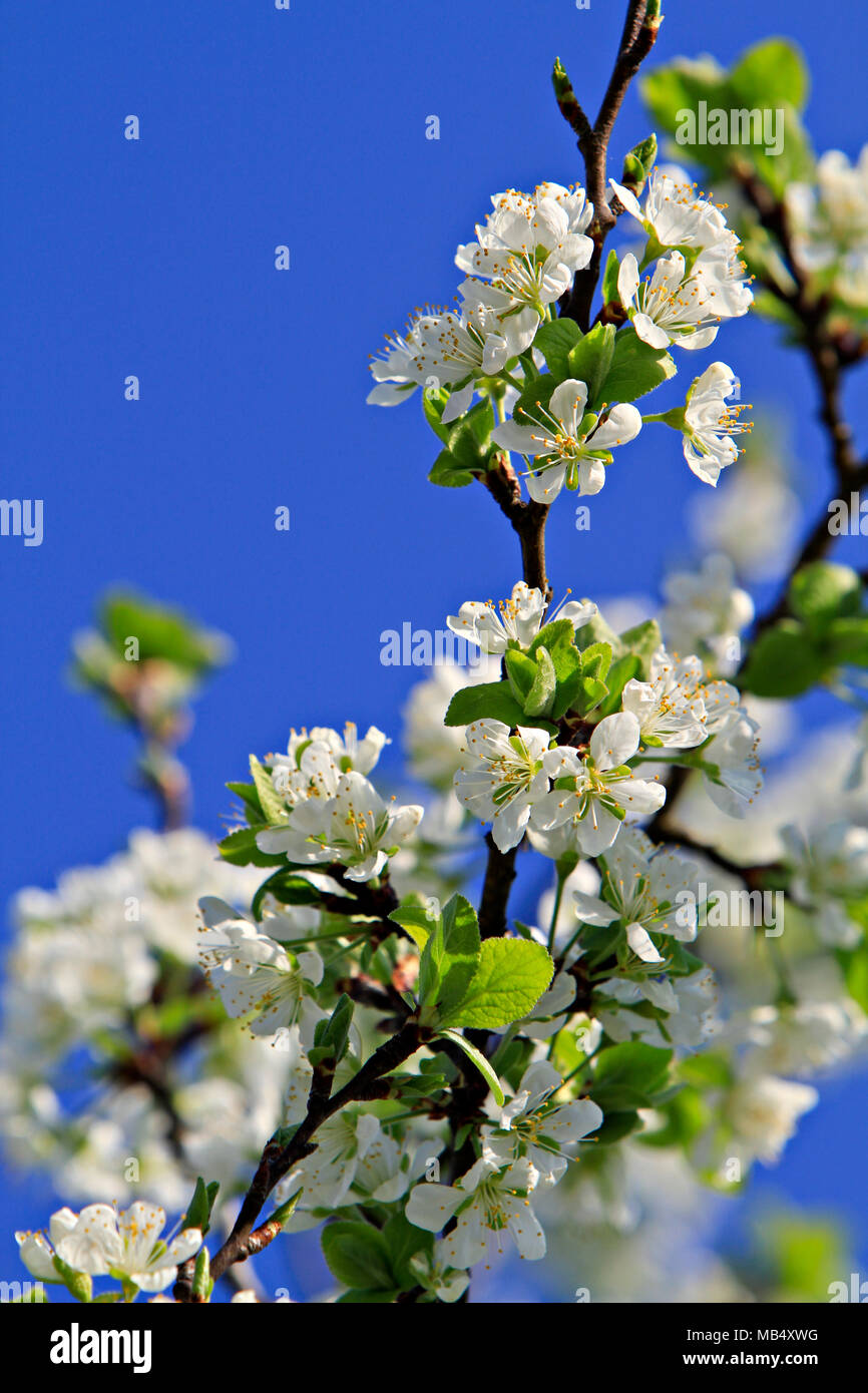 Apple bloom hi-res stock photography and images - Alamy