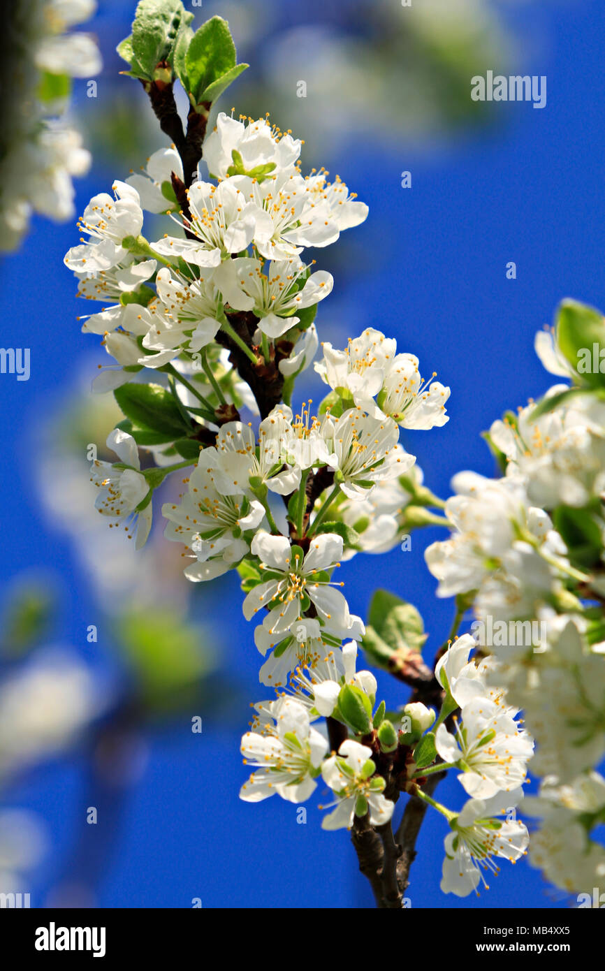 Beautiful blooming apple tree flowers hi-res stock photography and ...
