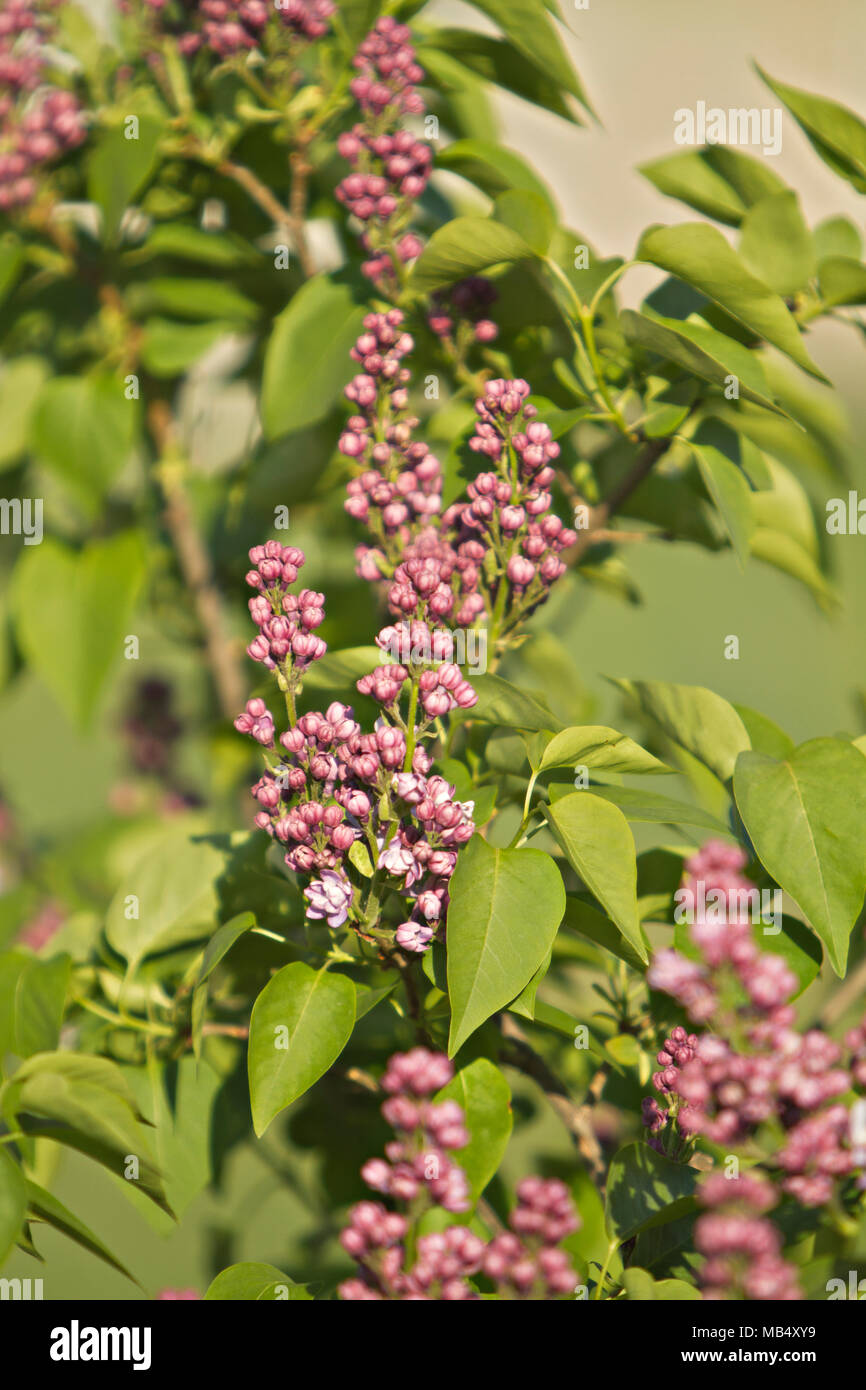 Spring blooming lilac tree hi-res stock photography and images - Alamy