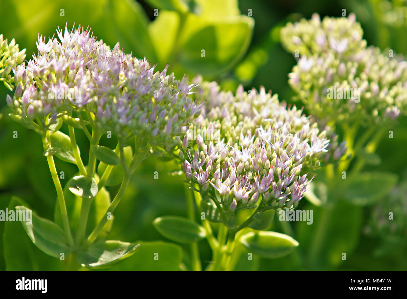 Sedum plant hi-res stock photography and images - Alamy