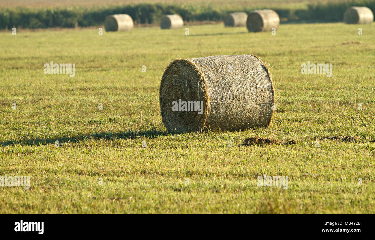 Hay and straw hi-res stock photography and images - Alamy