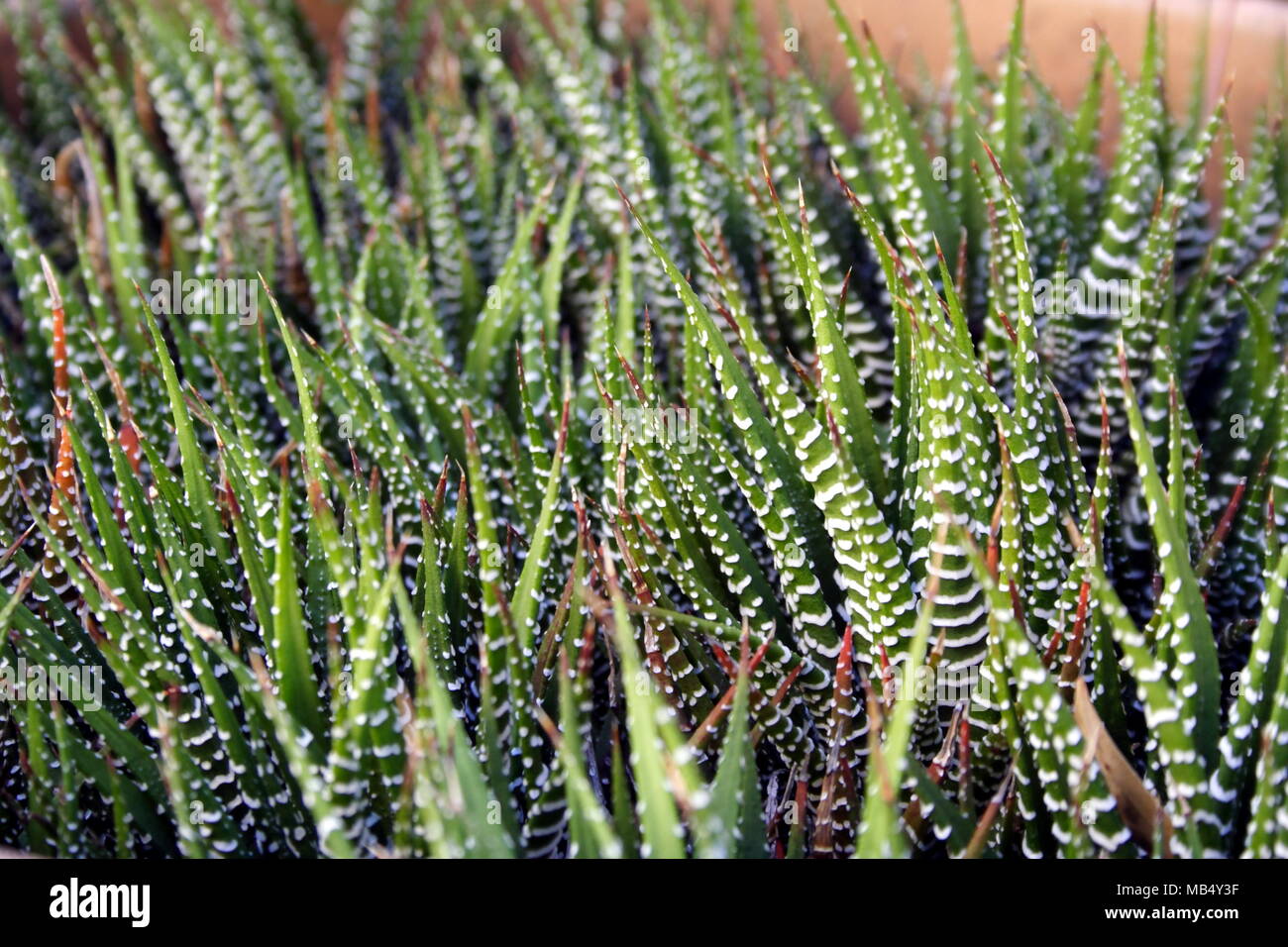 Haworthia cactus hi-res stock photography and images - Alamy