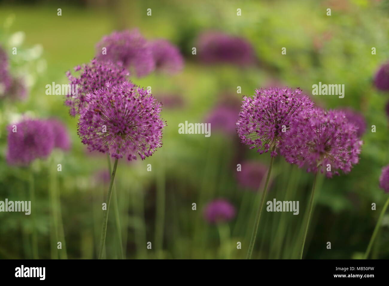 Blooming violet onion plant in garden. Flower decorative onion. Close ...