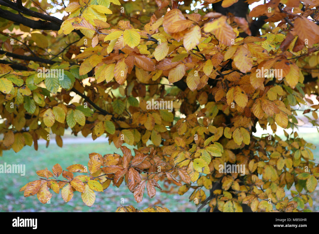 Yellow brown leaves on the autumn fall tree Stock Photo - Alamy