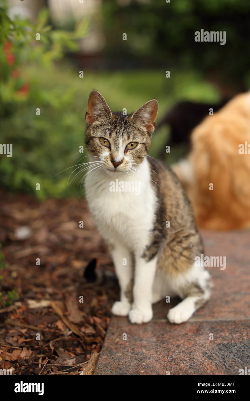 Retractile claws cat hi-res stock photography and images - Alamy