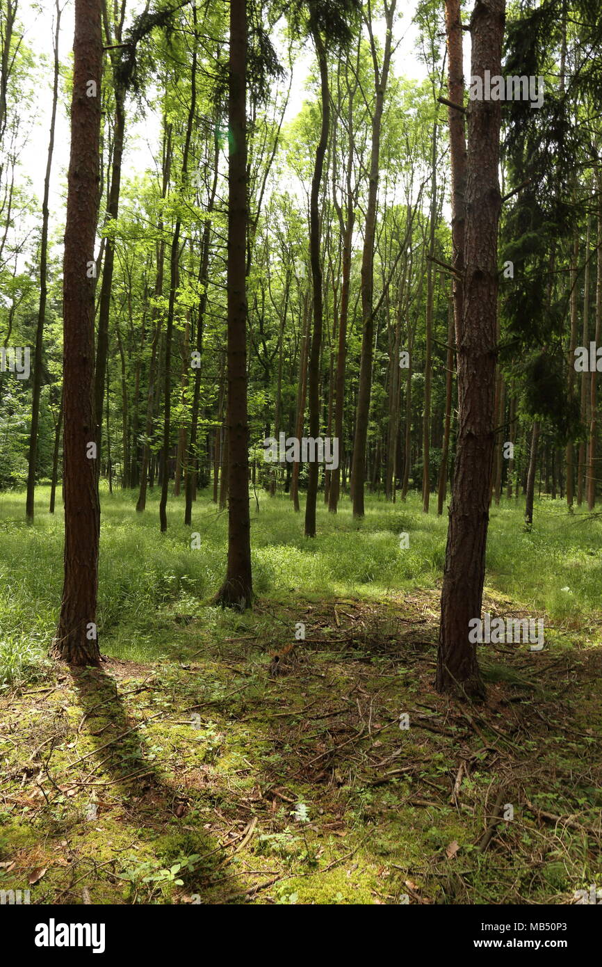 summer forest trees in sunlightwith fresh greenery Stock Photo - Alamy
