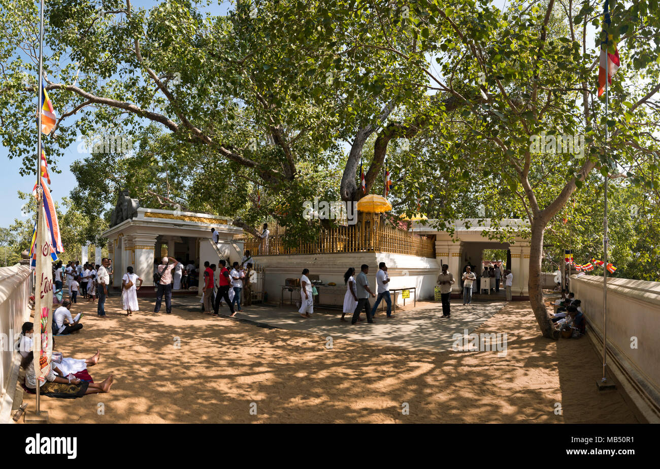 Jaya sri maha bodhi hi-res stock photography and images - Alamy