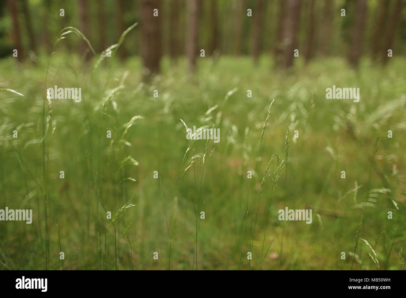 Detailed Abstract Meadow Grass Background .IMacro Closeup, Large ...