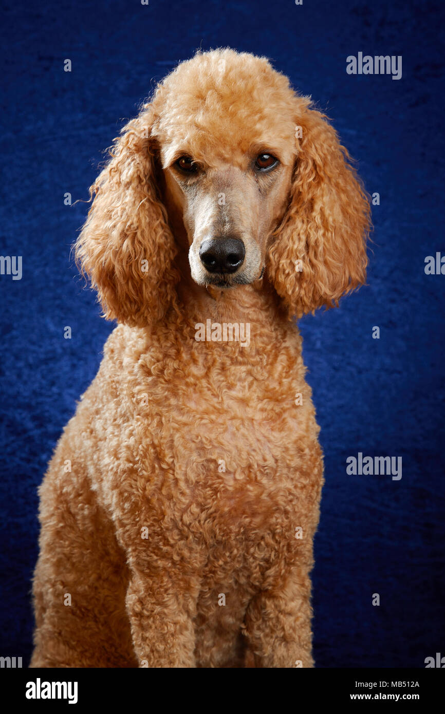 Blue poodle hi-res stock photography and images - Alamy