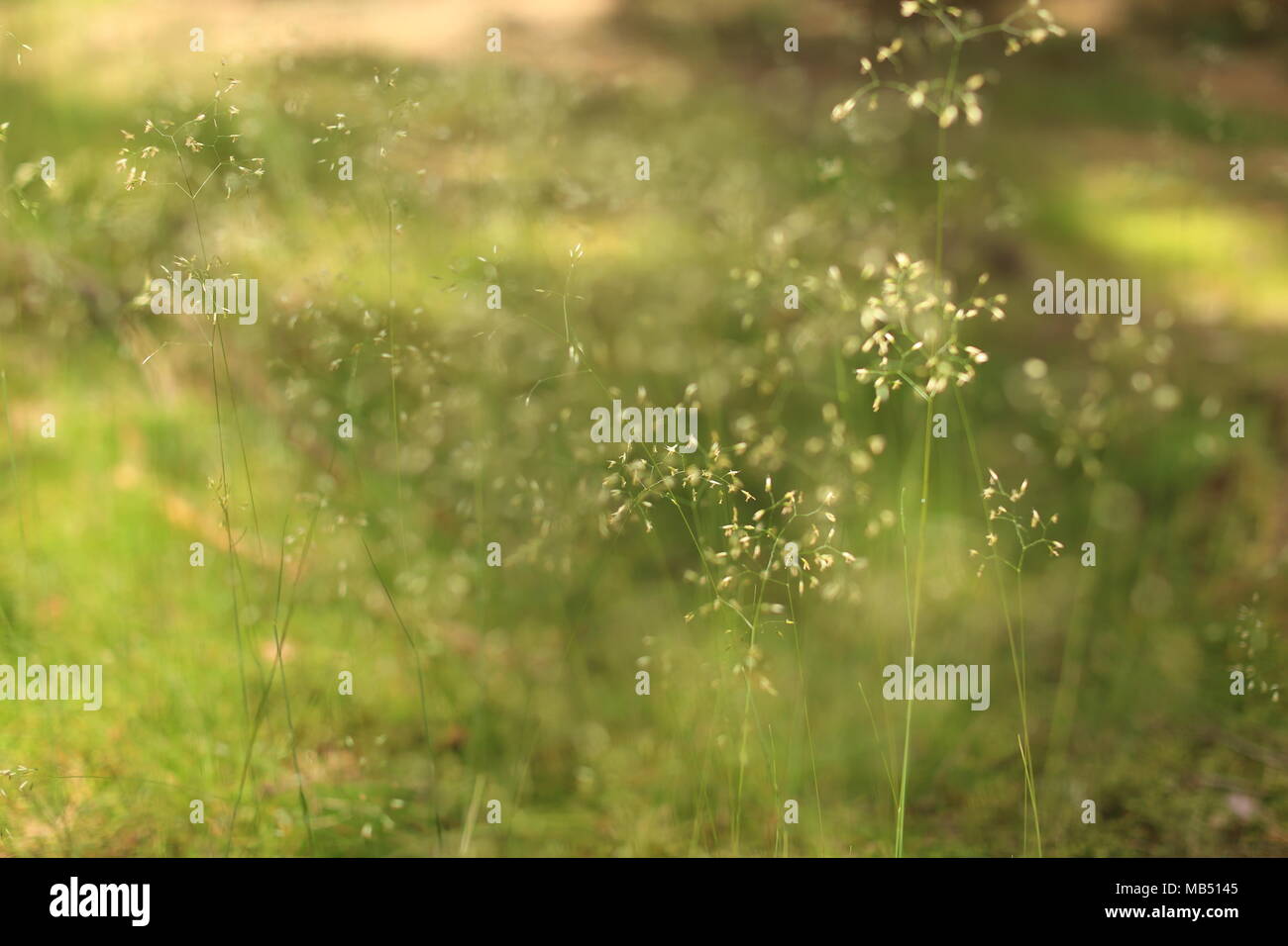 Detailed Abstract Meadow Grass Background .IMacro Closeup, Large ...