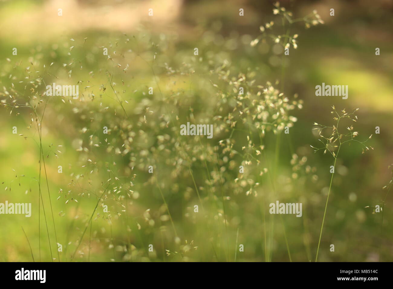 Detailed Abstract Meadow Grass Background .IMacro Closeup, Large ...