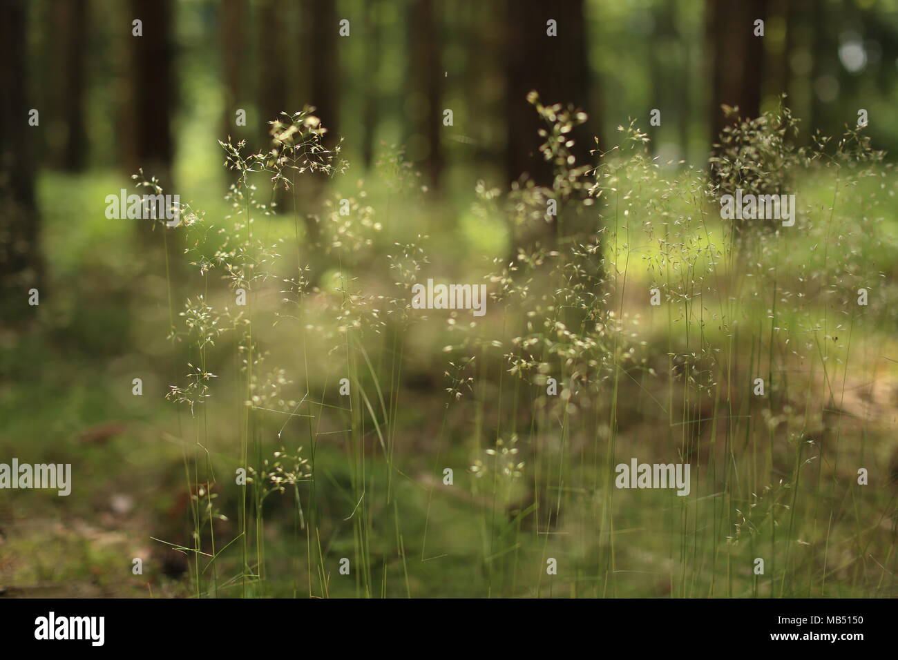 Detailed Abstract Meadow Grass Background .IMacro Closeup, Large ...