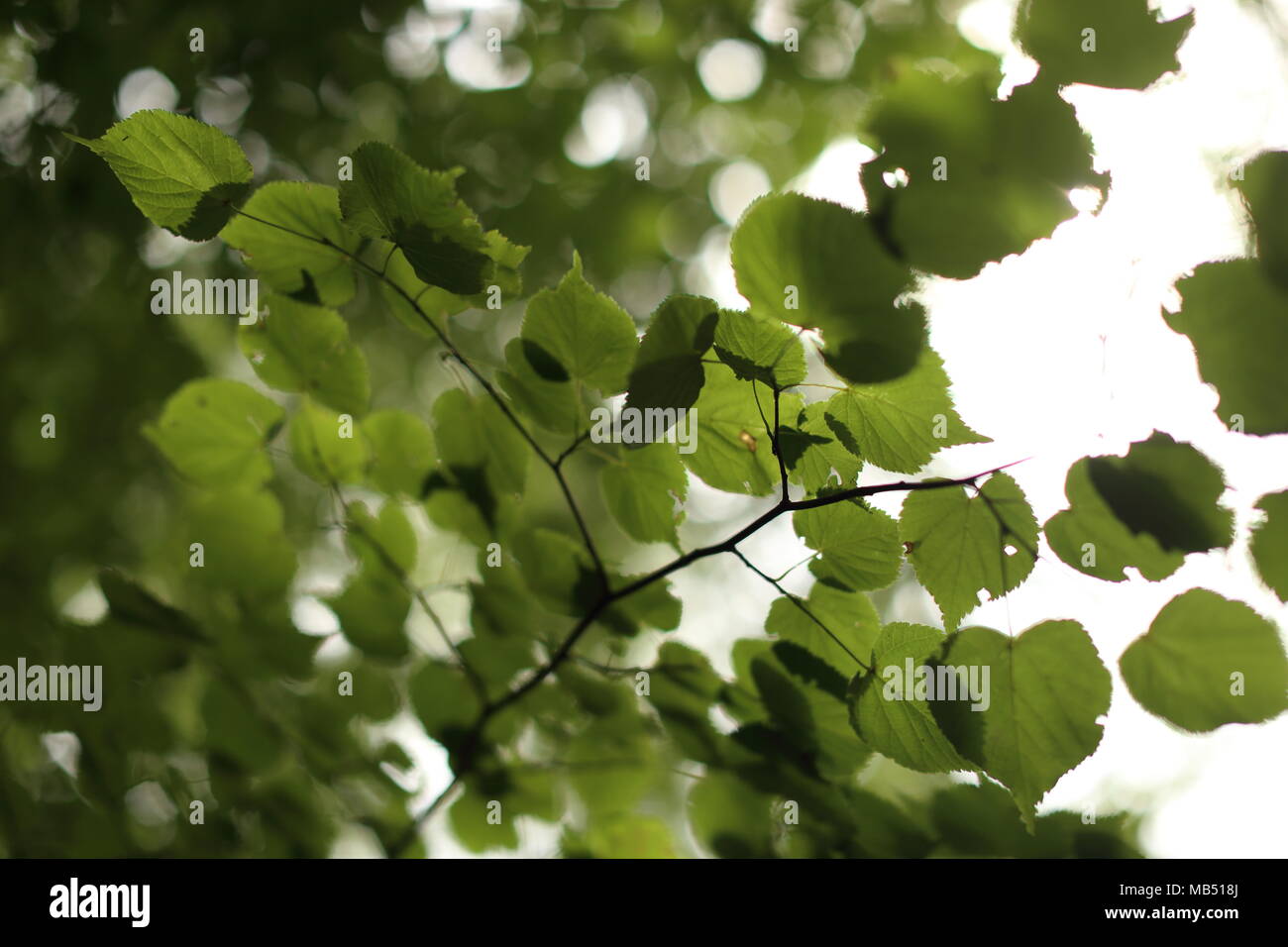 Green leaves against the light in summer Stock Photo - Alamy