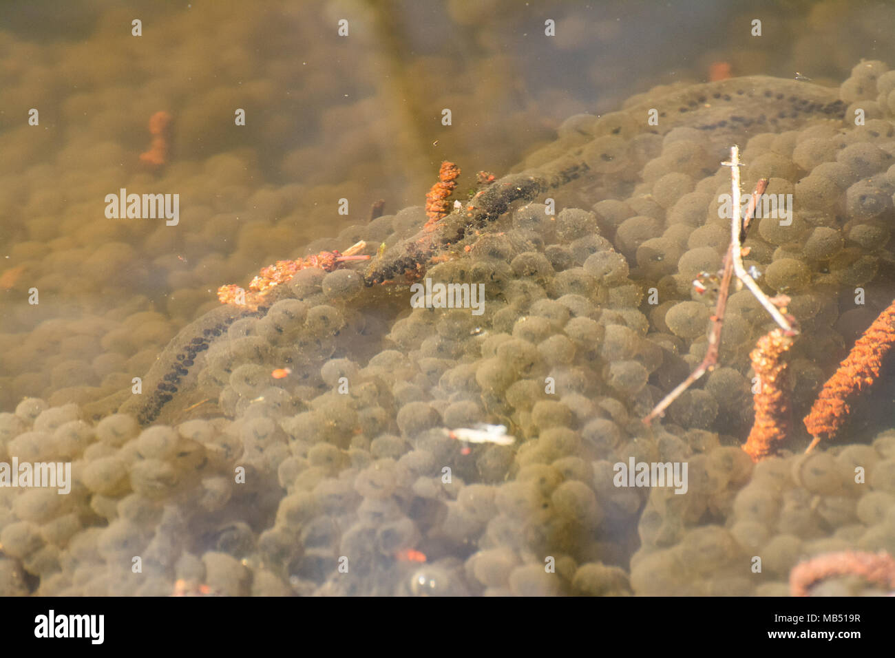 Common toad (Bufo bufo) spawn strings on top of clumps of common frog (Rana temporaria) spawn ...