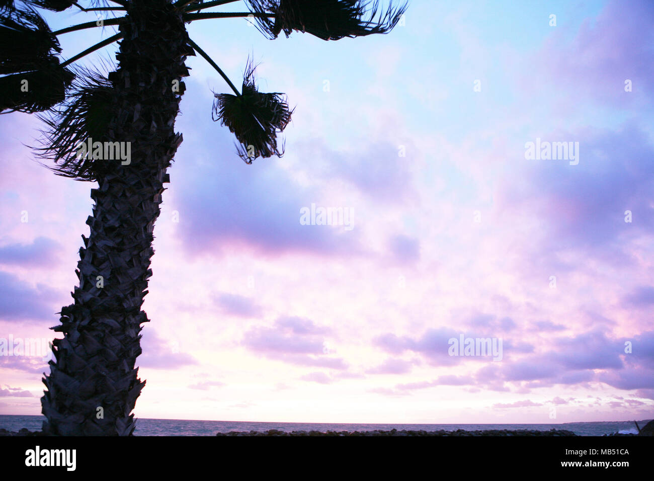 Palm tree Sunset at sea with violet clouds Stock Photo - Alamy