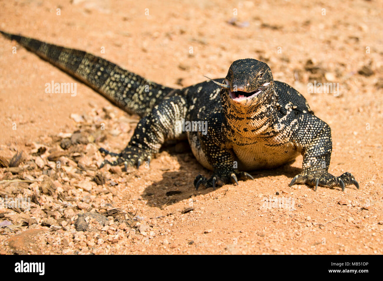 Monitor lizard eating hi-res stock photography and images - Alamy