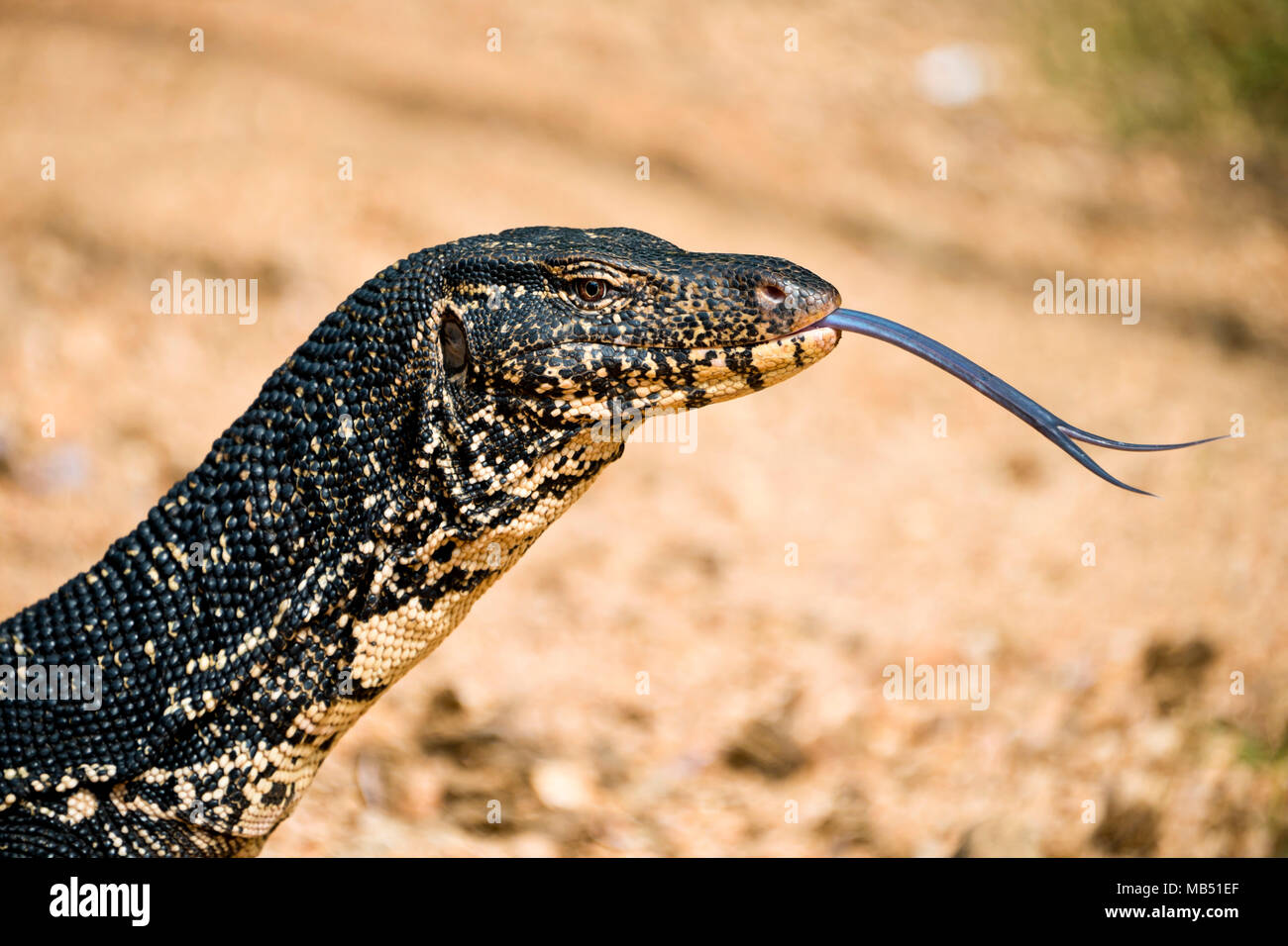 Common water monitor hi-res stock photography and images - Alamy