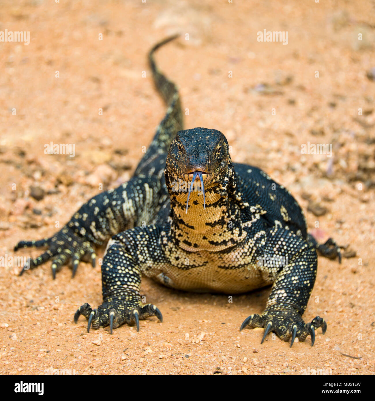 Common water monitor hi-res stock photography and images - Alamy