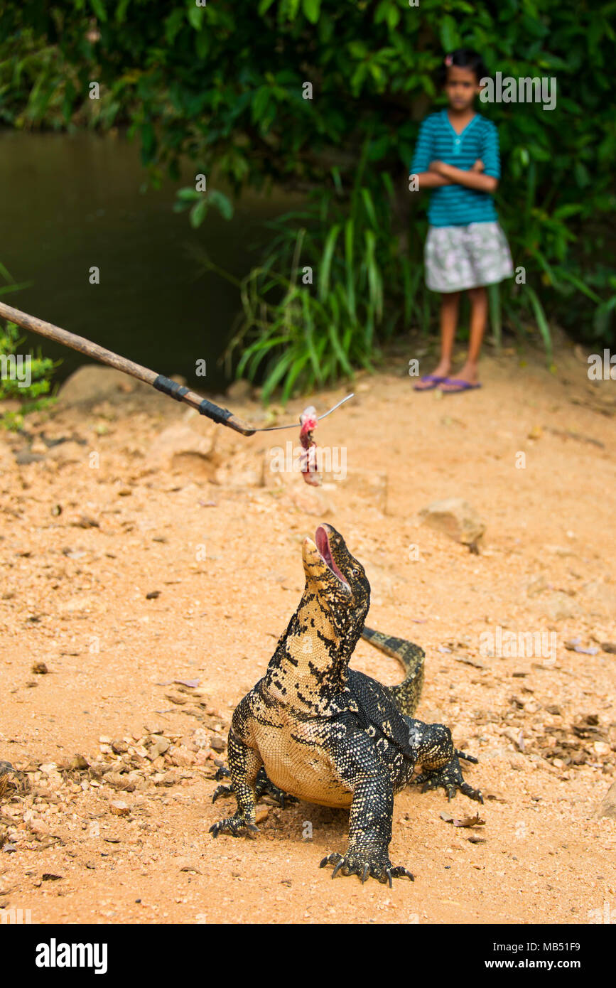 Common water monitor hi-res stock photography and images - Alamy