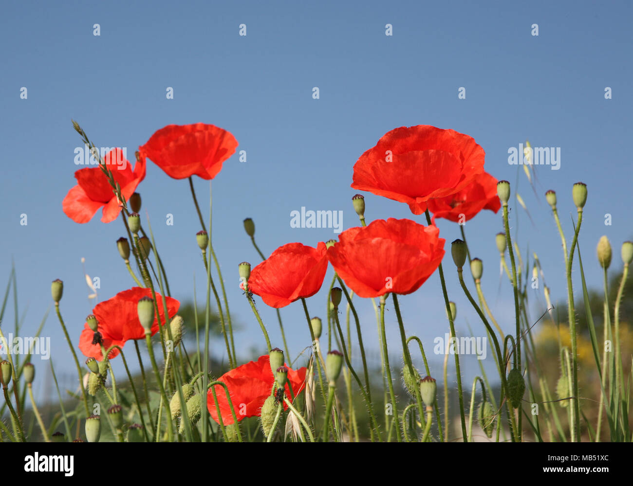 Poppies and flowers hi-res stock photography and images - Alamy