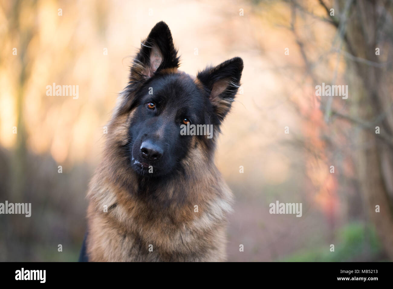 German shepherd puppy sun hi-res stock photography and images - Alamy