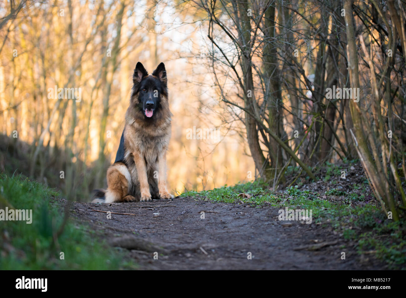 Portrait of german shepherd in spring morning sun Stock Photo - Alamy