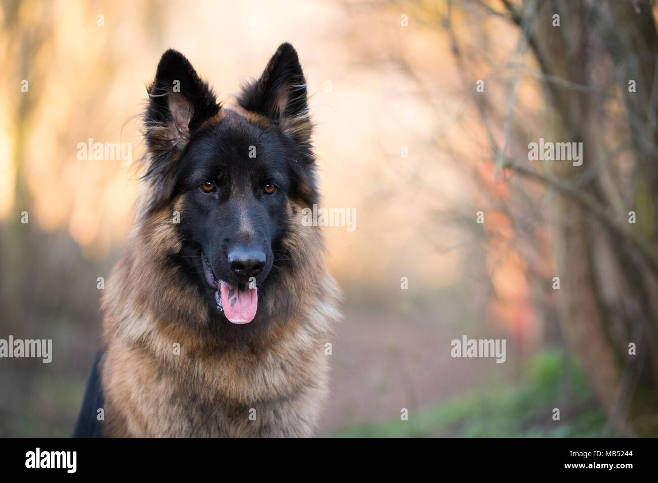 German shepherd puppy sun hi-res stock photography and images - Alamy