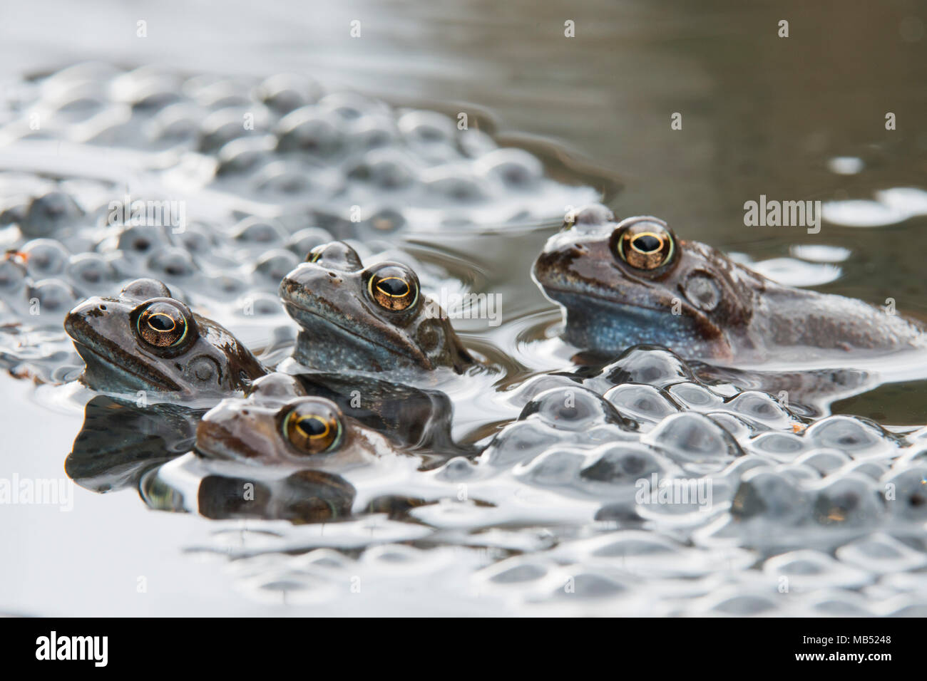 Common frogs (Rana temporaria) spawning, Emsland, Lower Saxony, Germany Stock Photo - Alamy