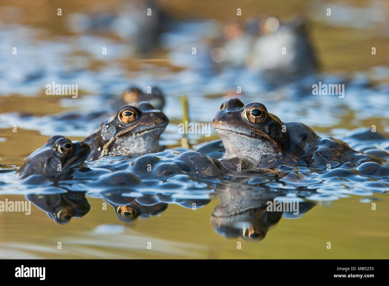 Northern frogs hi-res stock photography and images - Alamy