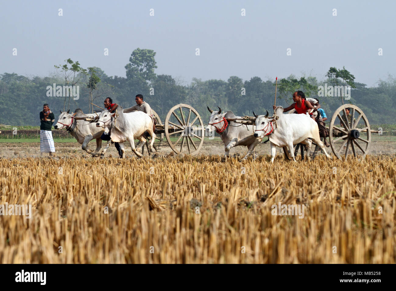 Bullock cart race hi-res stock photography and images - Alamy