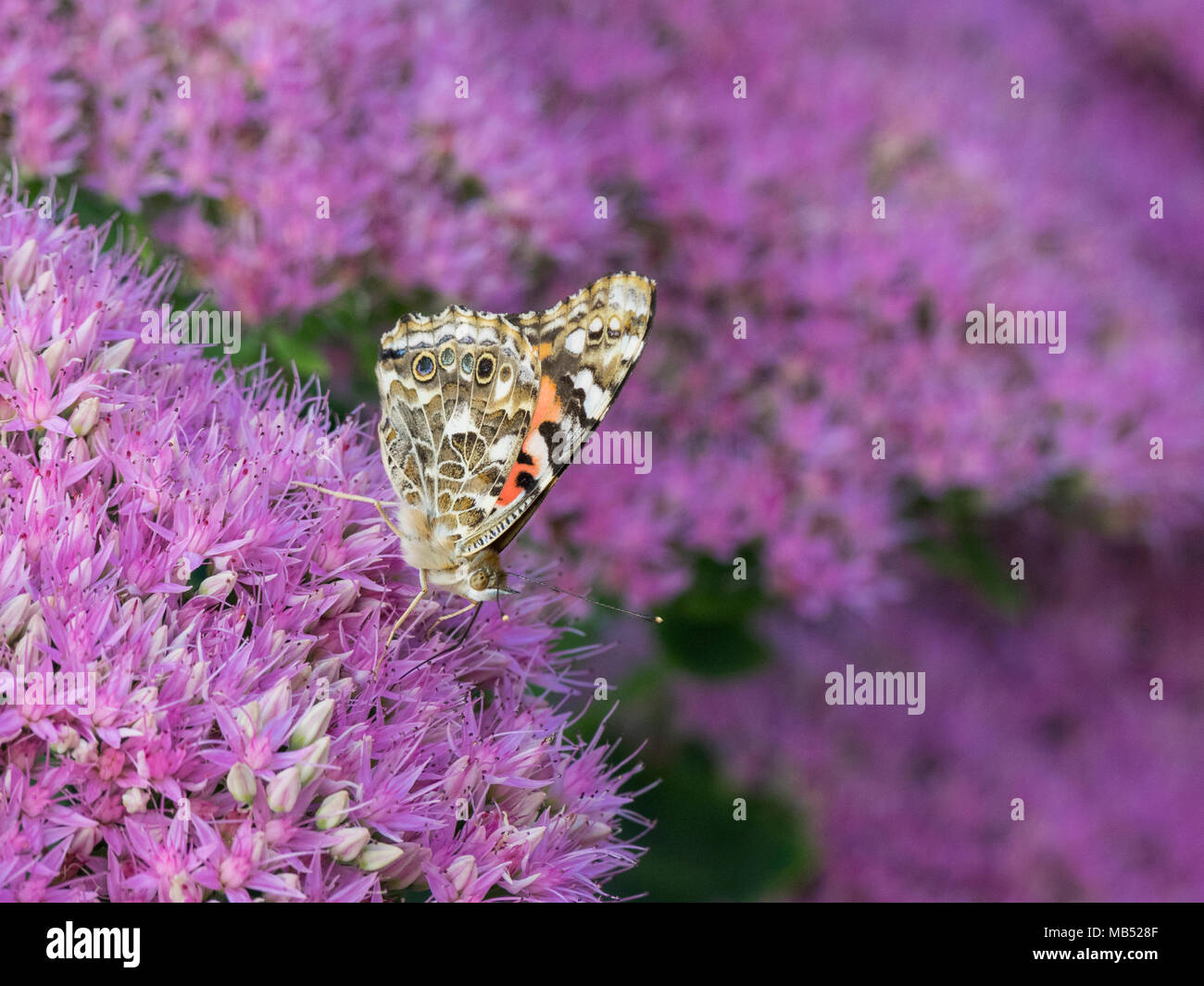 Painted Lady Butterfly Stock Photo - Alamy