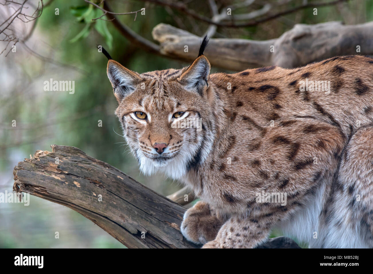 Eurasian lynx (Lynx lynx), sitting in a tree, captive, Austria Stock ...