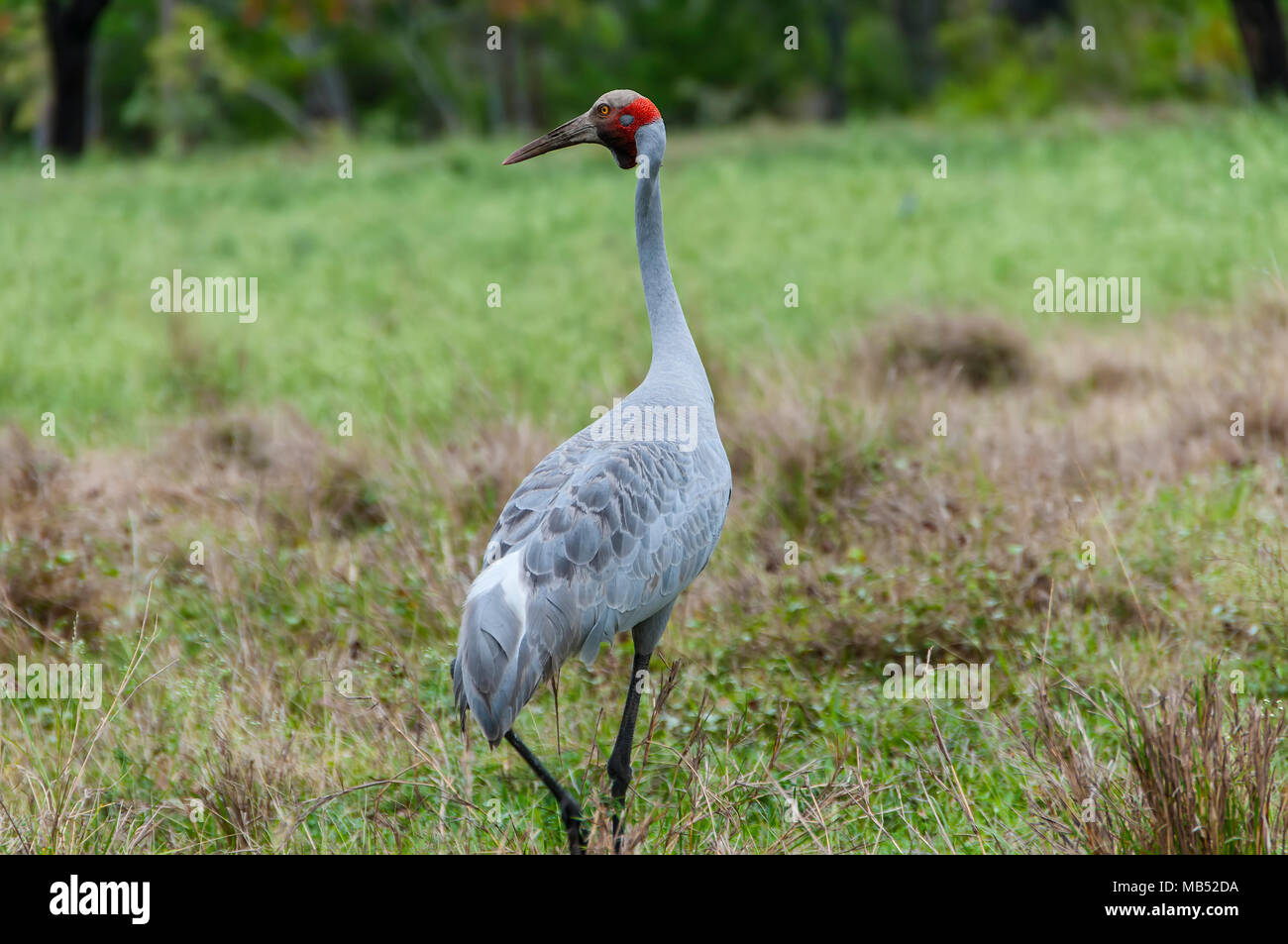 Brolga Stock Photos & Brolga Stock Images - Alamy