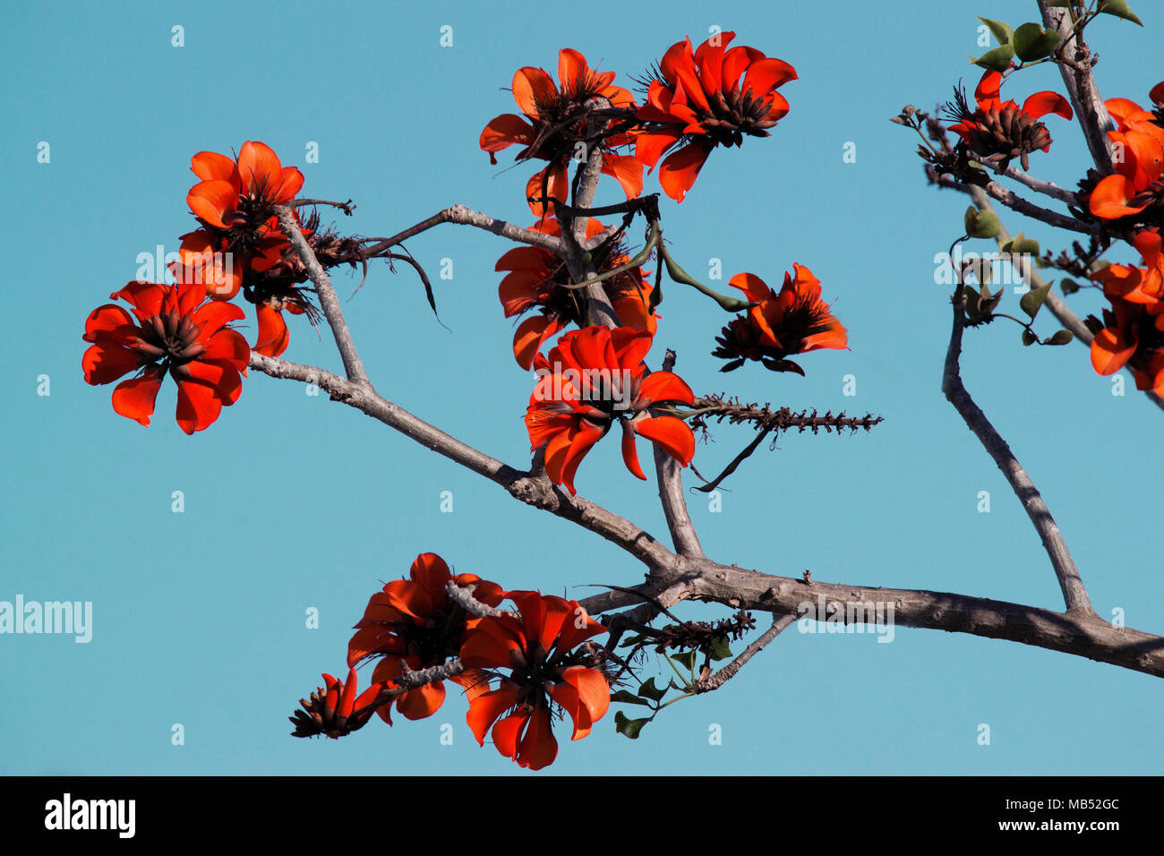 South african coral tree erythrina hi-res stock photography and images ...