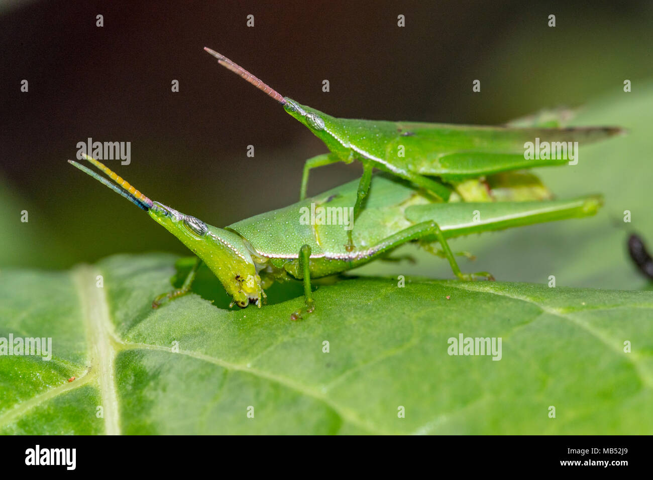 Australian native insect wildlife hi-res stock photography and images ...