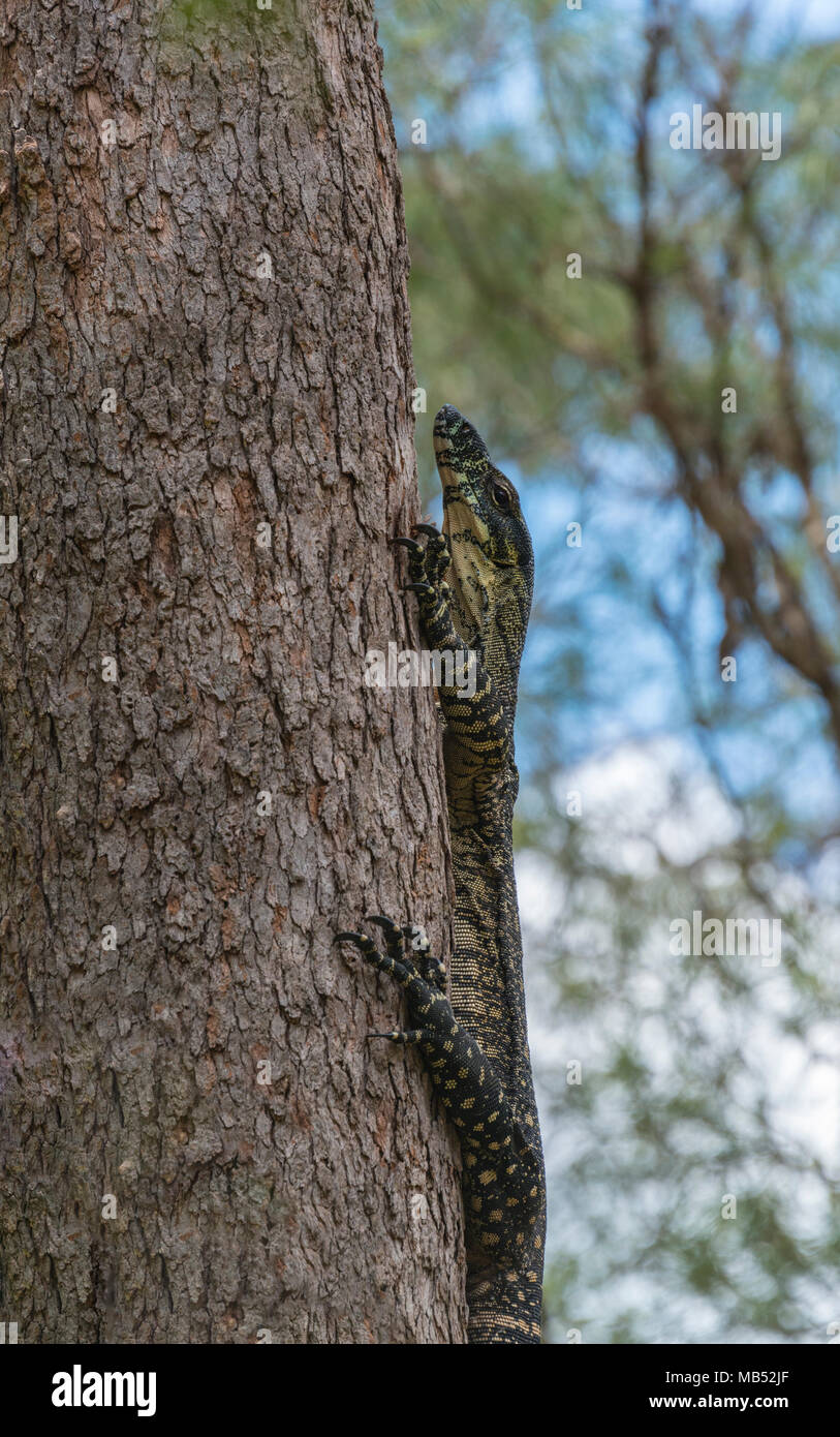 Australian lace monitor hi-res stock photography and images - Alamy