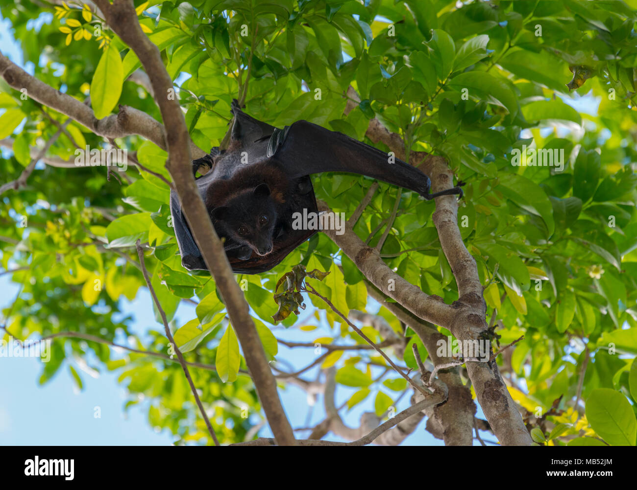 Black flying fox hi-res stock photography and images - Alamy