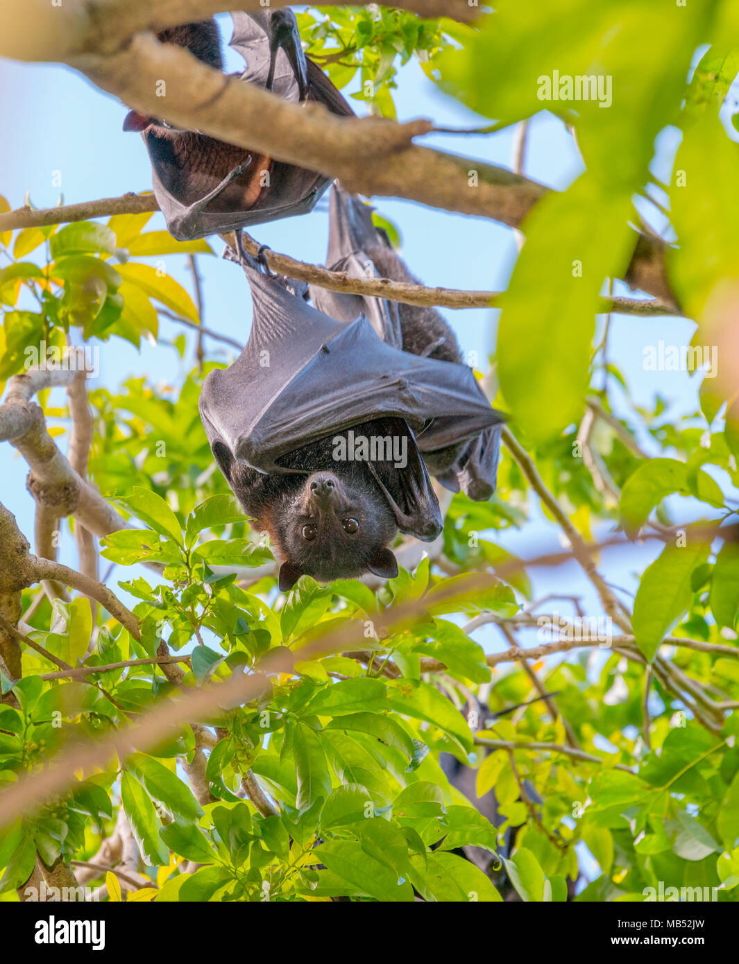 Black Flying Fox Camp, Brisbane, Queensland, Australia Stock Photo - Alamy