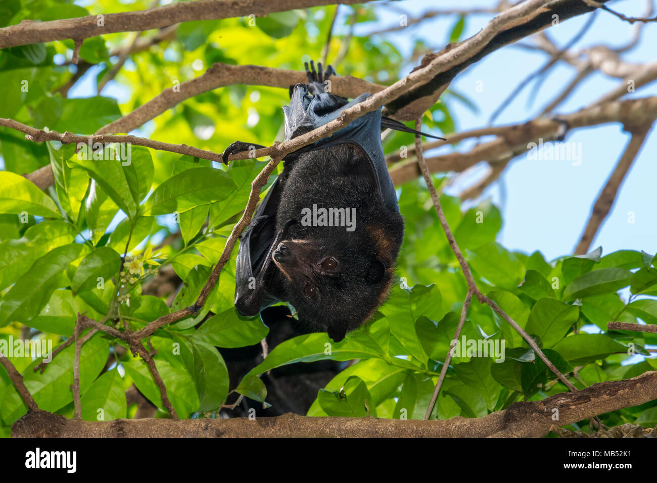 Black flying fox hi-res stock photography and images - Alamy