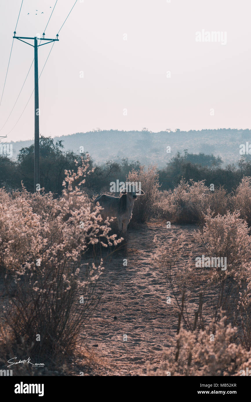 Beautiful thar hi-res stock photography and images - Alamy