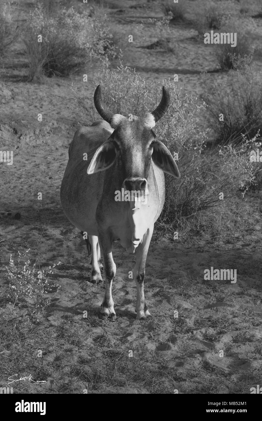 Thar thar Black and White Stock Photos & Images - Alamy