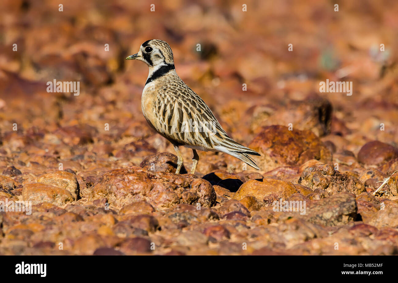 Cryptic animals hi-res stock photography and images - Alamy