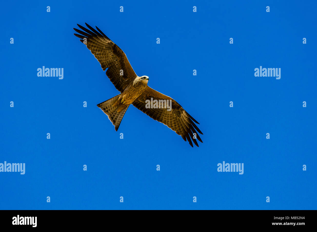 Australian kite flying hi-res stock photography and images - Alamy