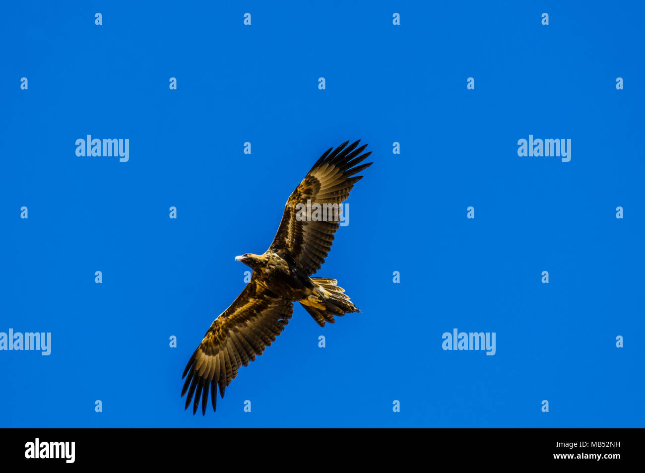 Wedgetail hi-res stock photography and images - Alamy