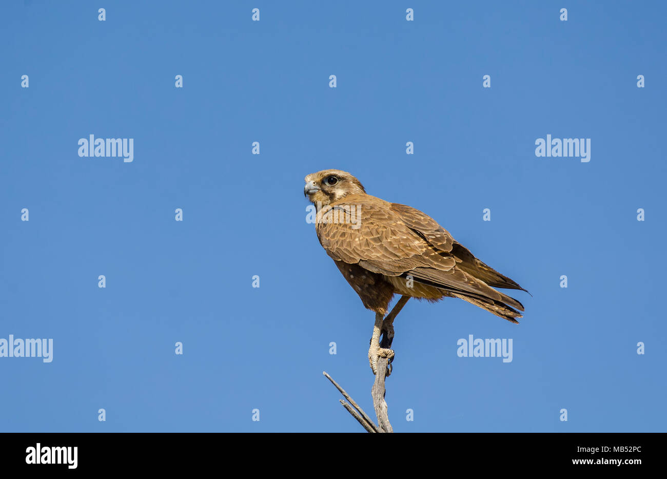 Australian brown falcon hi-res stock photography and images - Alamy